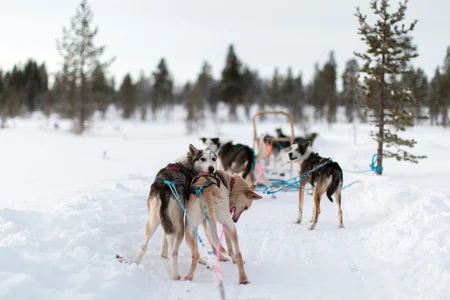 Husky sledding and husky safaris in Lapland | Transun