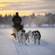 Contact us | Transun – Northern Lights, Arctic Circle & Lapland Holidays