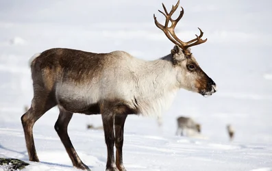 Sleigh Bells Ringing – Meet Santa in Lapland | Transun
