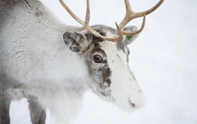 Sleigh Bells Ringing – Meet Santa in Lapland | Transun